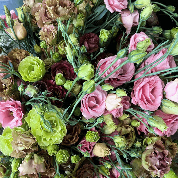Lisianthus 101 - Sunny Mary Meadow