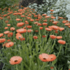 August Recap – Sunny Mary Meadow