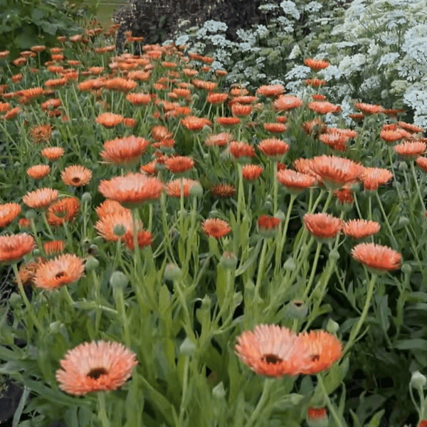 August Recap – Sunny Mary Meadow