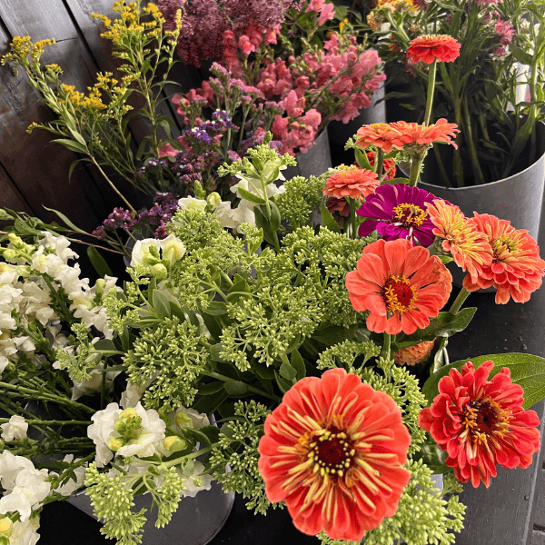 August Recap – Sunny Mary Meadow