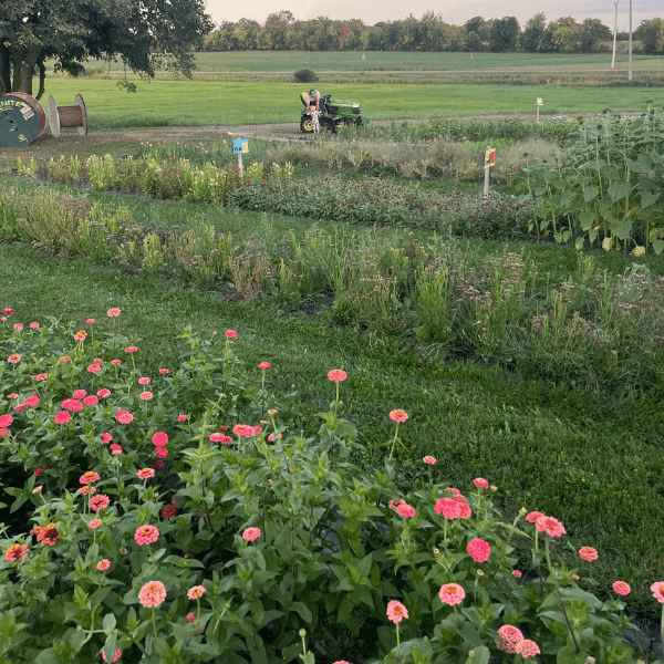 August Recap – Sunny Mary Meadow