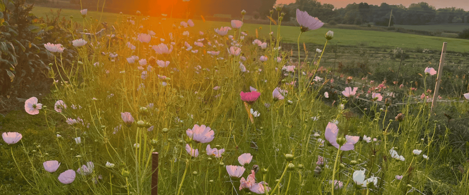 How to Grow Cosmos for Your Flower Farm – Sunny Mary Meadow