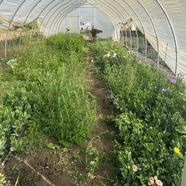 Podcast – Sunny Mary Meadow